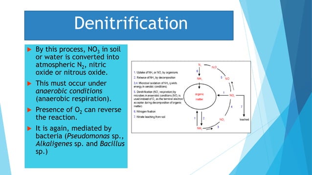 Nitrogen Cycle In Aquatic Ecosystem