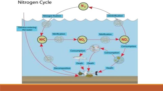 Nitrogen Cycle In Aquatic Ecosystem