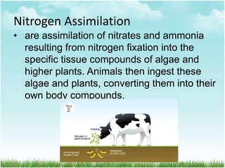 Nitrogen cycle | PPTX