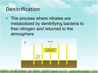 Nitrogen cycle | PPTX