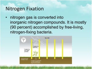 Nitrogen cycle | PPTX