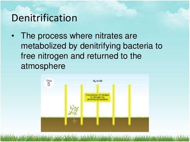 Nitrogen cycle