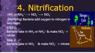 Nitrogen cycle | PPTX