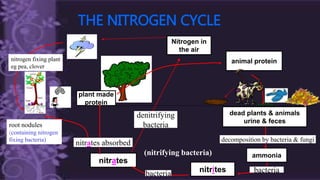 Nitrogen cycle | PPTX