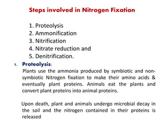 Nitrogen cycle | PPTX