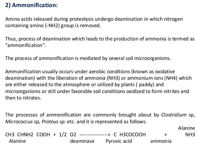 Ammonification