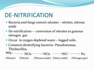 Nitrogen cycle | PPTX