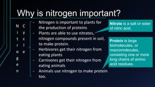 Nitrogen cycle | PPSX