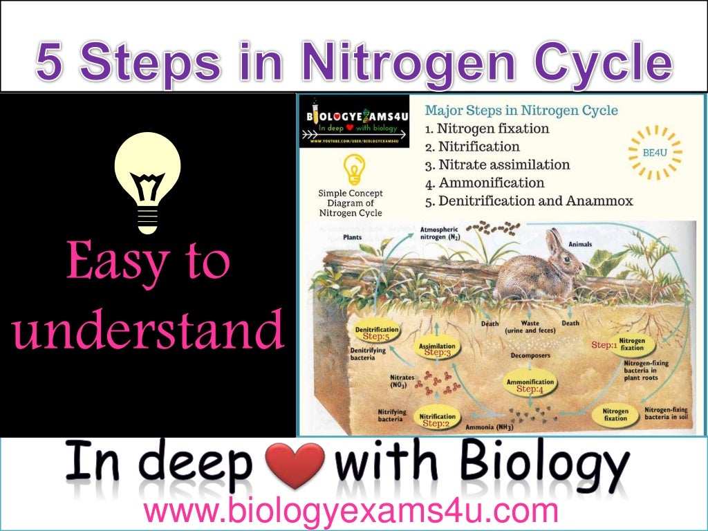 5 Steps in Nitrogen cycle Simplified