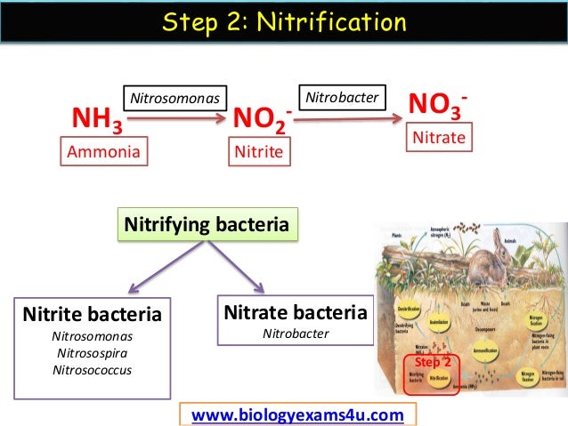 Nitrobacter Bacteria