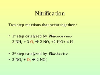 Nitrogen cycle | PPT