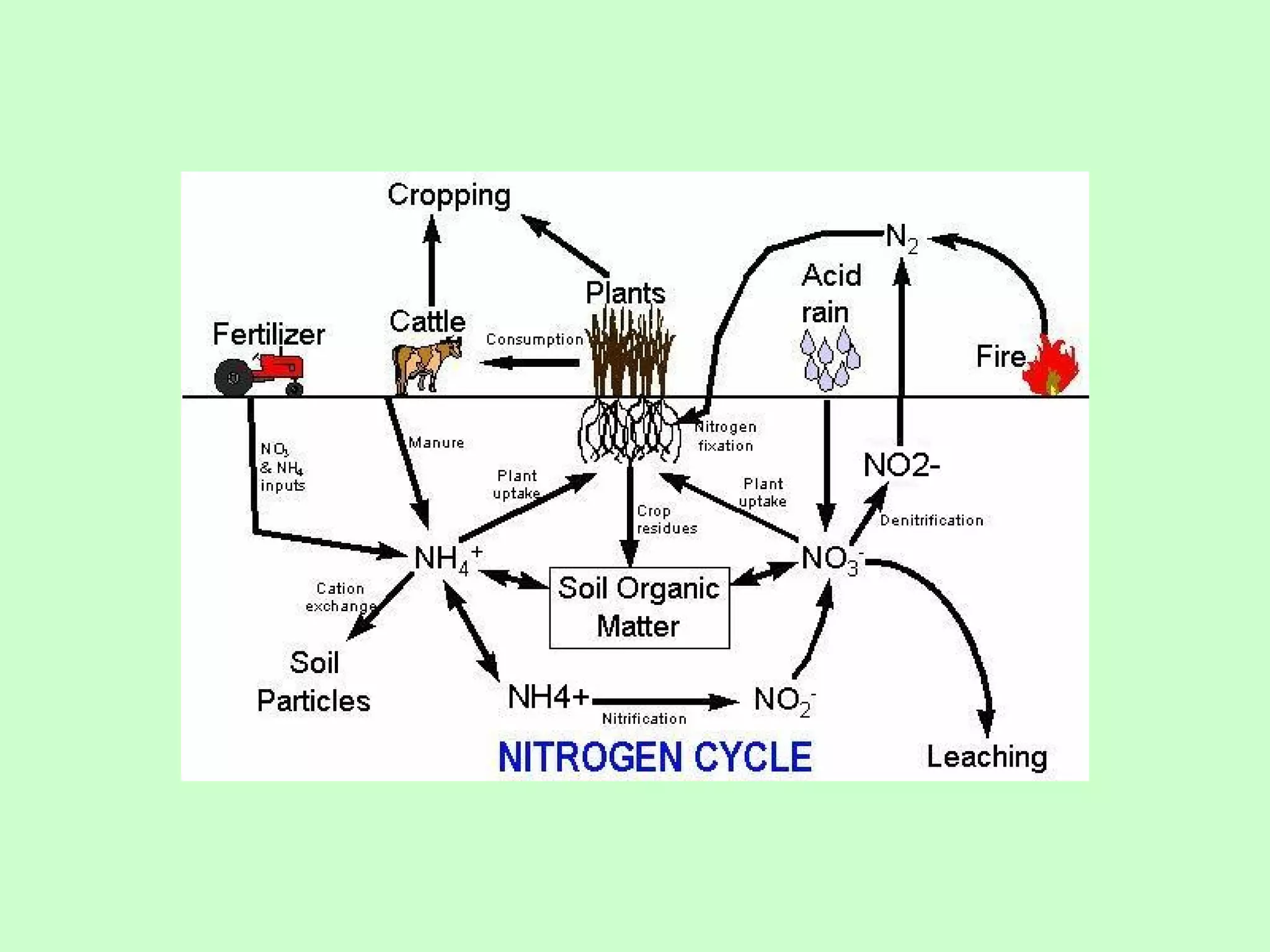 Nitrogen cycle, Microbial Recycling of N2 | PPT