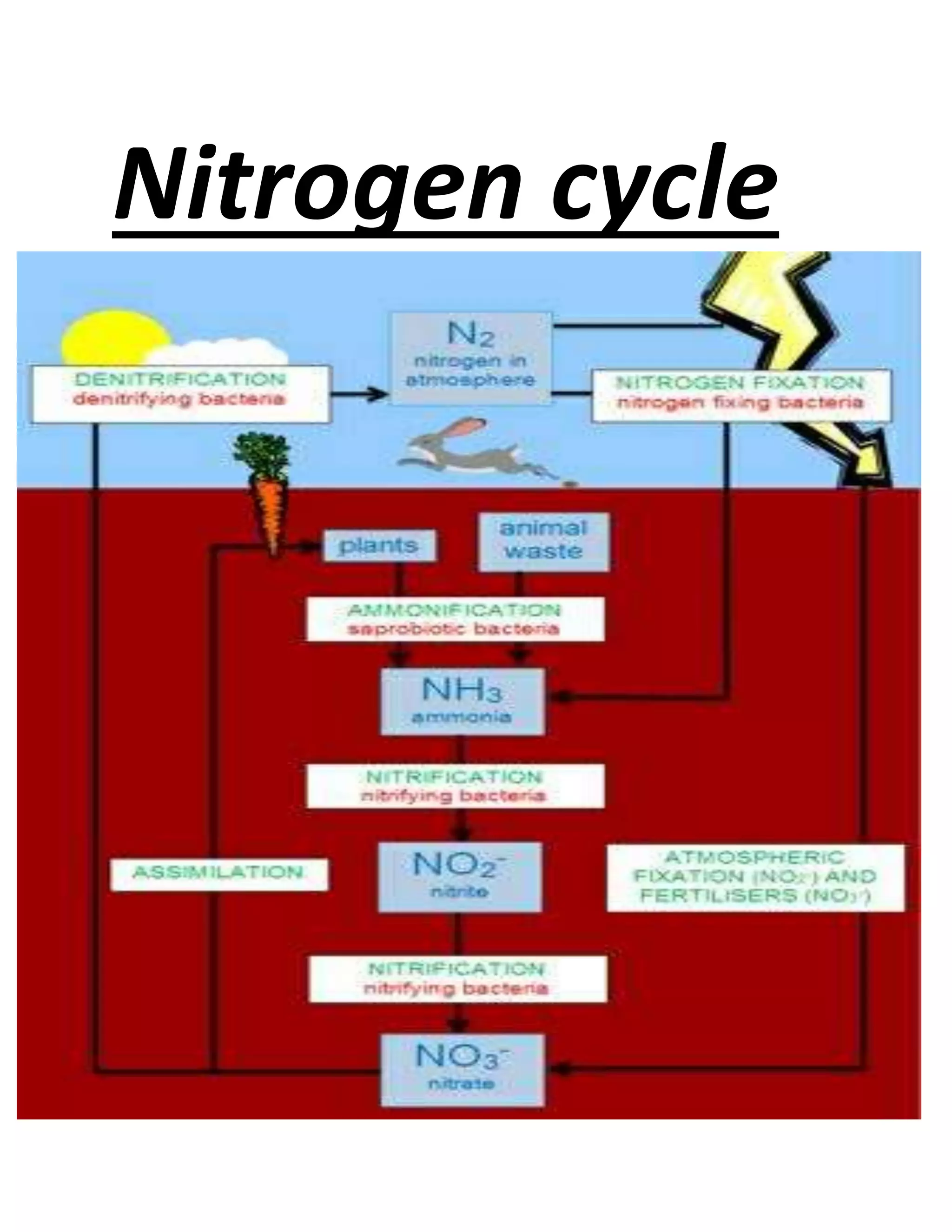 Nitrogen Cycle Pdf