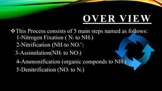 Nitrogen cycle | PPT