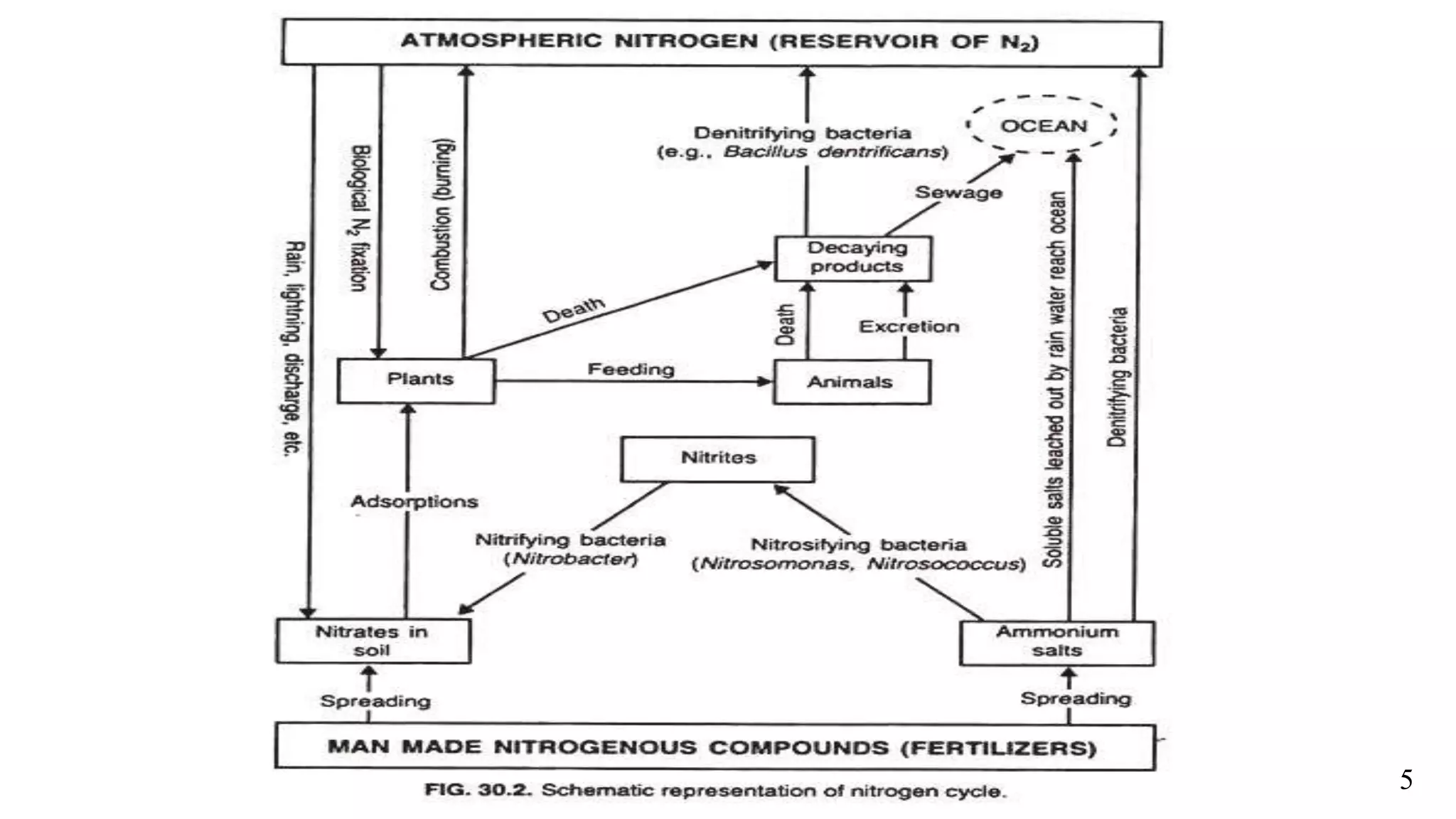 Nitrogen cycle | PPT