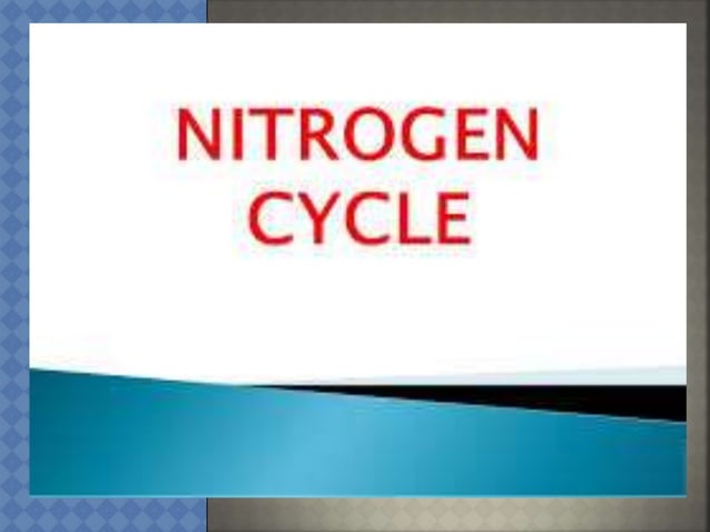 Nitrogen cycle | PPT