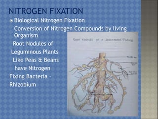 Nitrogen cycle | PPT