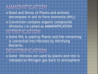 Nitrogen cycle | PPT