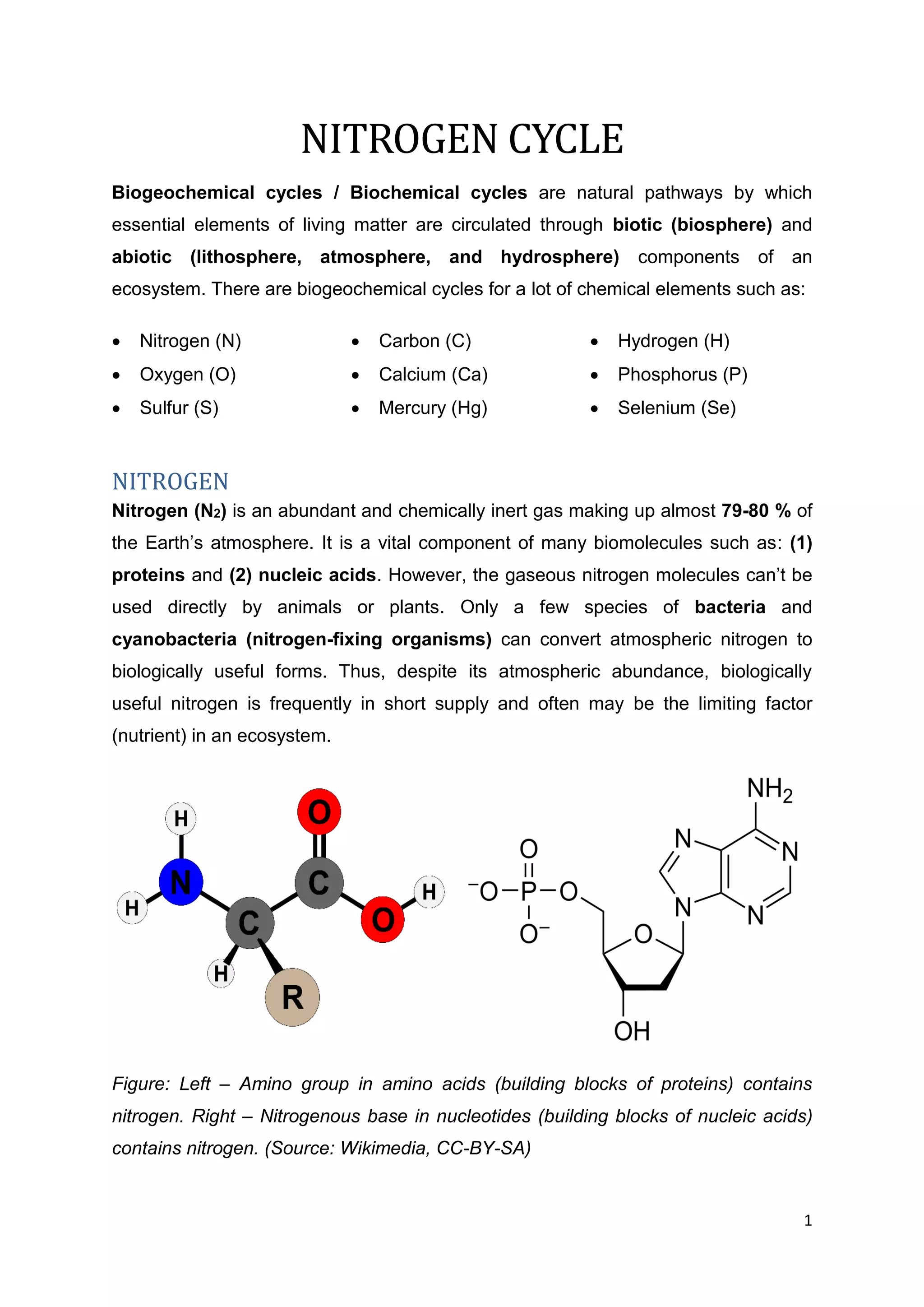 Nitrogen Cycle | PDF