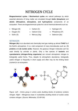 Nitrogen Cycle | PDF