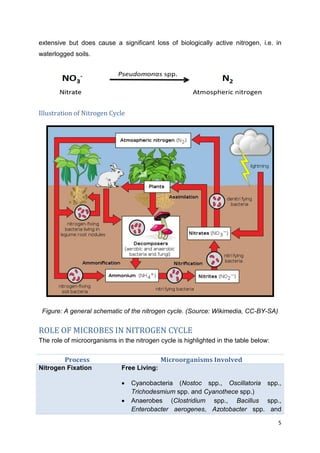 Nitrogen Cycle Steps For Kids