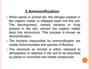 Nitrogen cycle | PPTX | Gardening | Home & Garden