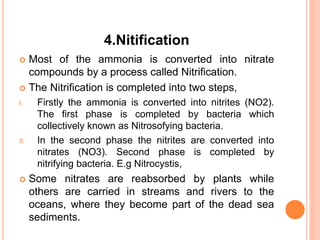 Nitrogen cycle | PPTX