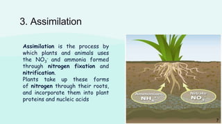 Nitrogen cycle | PPTX