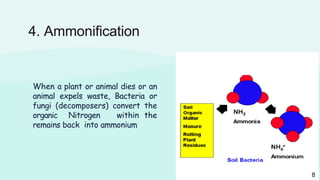 Nitrogen cycle | PPTX