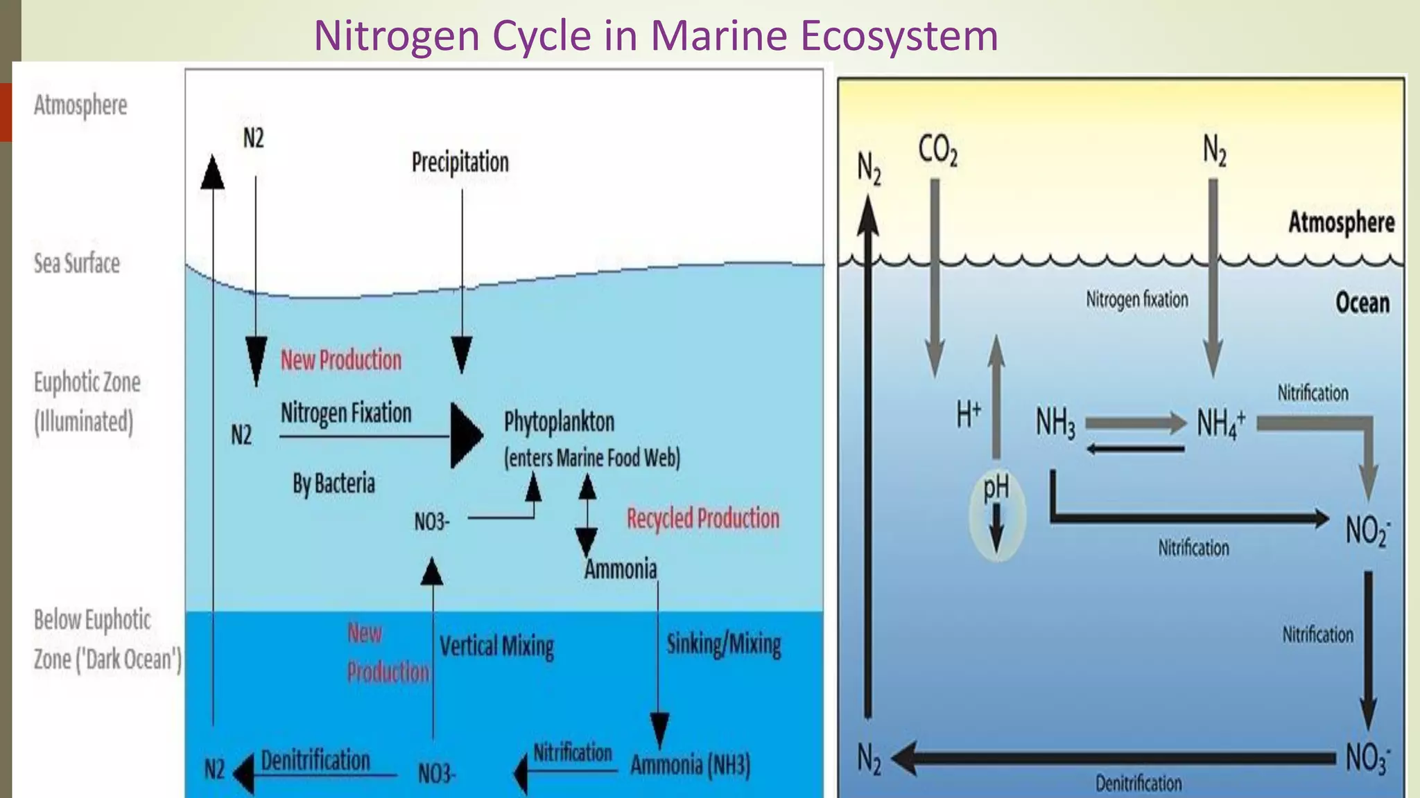 Nitrogen cycle | PDF