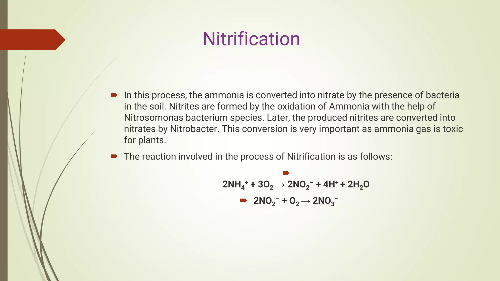 Nitrogen cycle | PDF