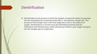 Nitrogen cycle | PDF