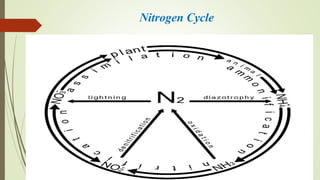 Nitrogen cycle | PDF