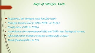 Nitrogen cycle | PDF
