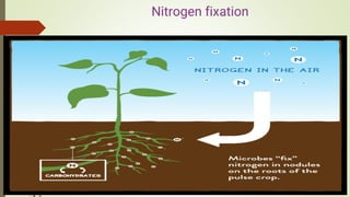 Nitrogen cycle | PDF