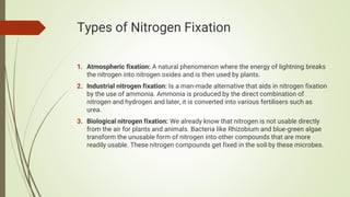 Nitrogen cycle | PDF