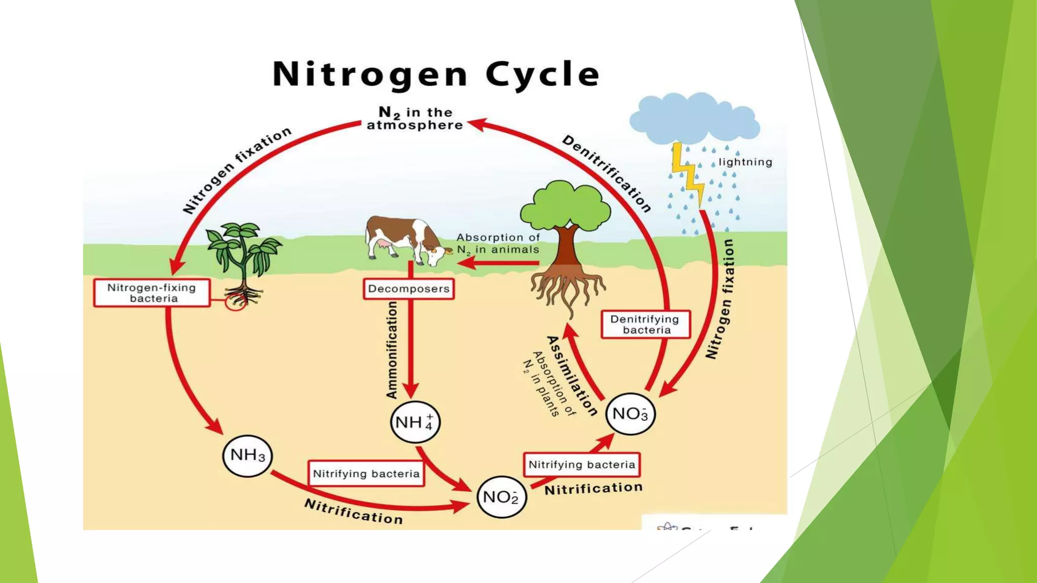 Nitrogen Cycle_ SlideShare | PPTX