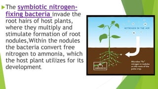 Nitrogen Cycle_ SlideShare | PPTX