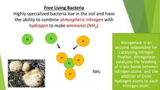 Nitrogen Cycle_ SlideShare | PPTX