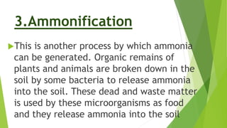 Nitrogen Cycle_ SlideShare | PPTX