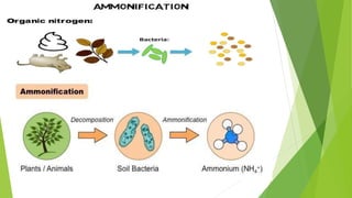 Nitrogen Cycle_ SlideShare | PPTX