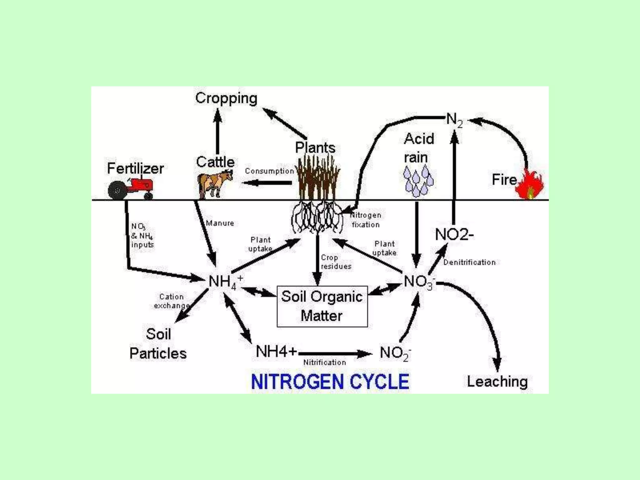 Nitrogen Cycle.ppt