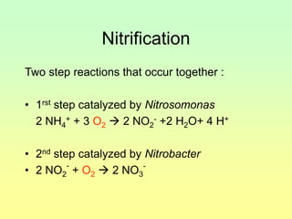 Nitrogen Cycle.ppt