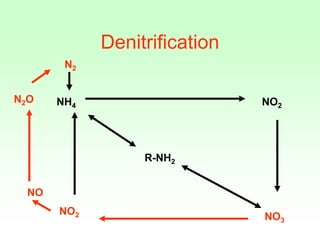 Nitrogen Cycle.ppt