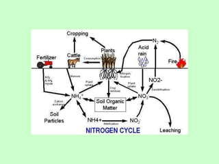 Nitrogen Cycle.ppt