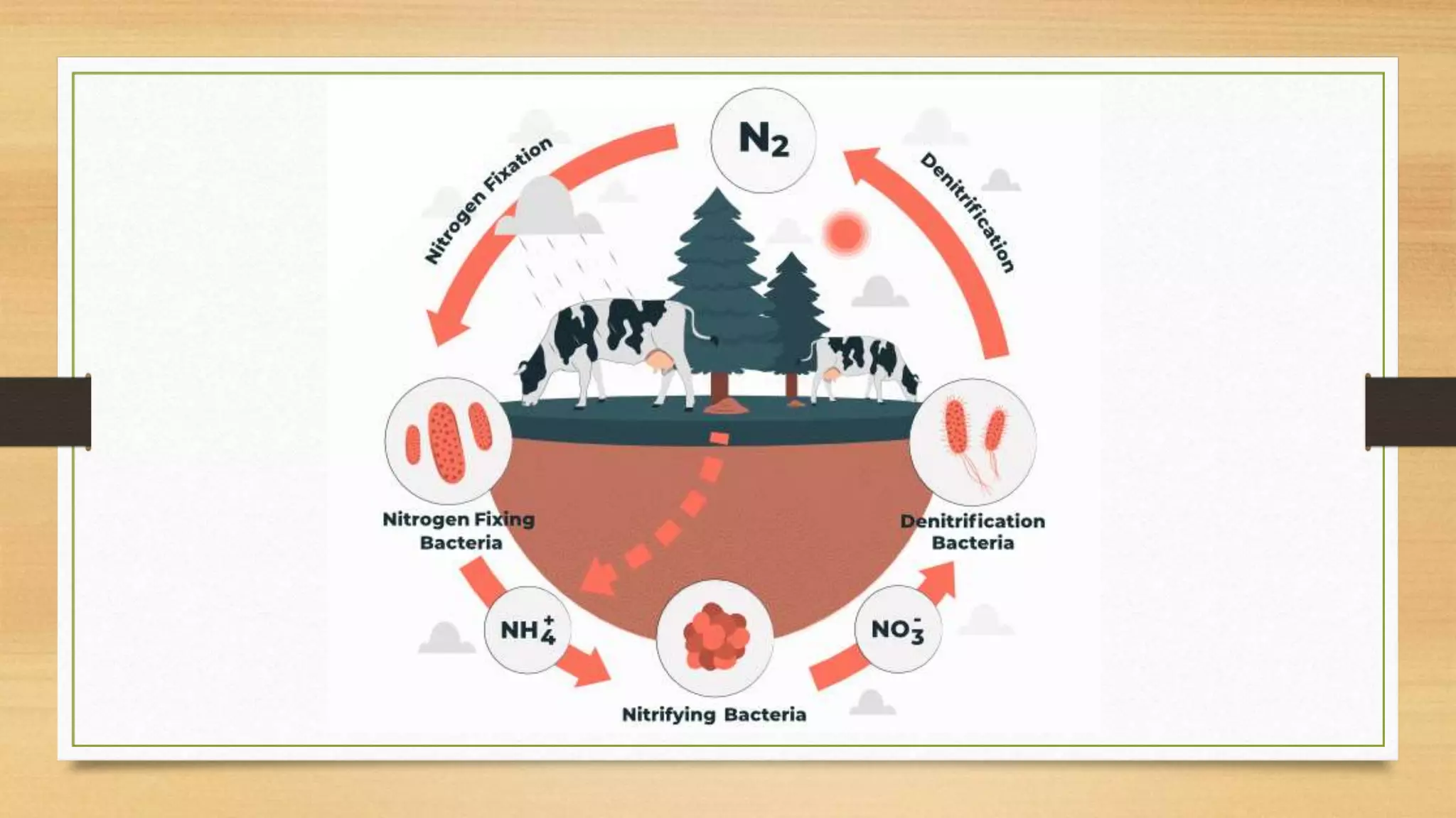Nitrogen cycle.ppt
