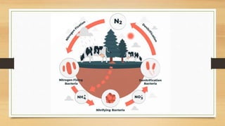 Nitrogen cycle.ppt