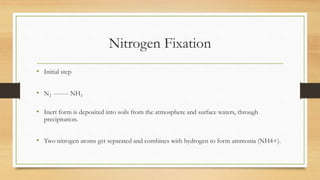 Nitrogen cycle.ppt