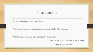 Nitrogen cycle.ppt