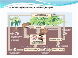 Nitrogen cycle .pdf